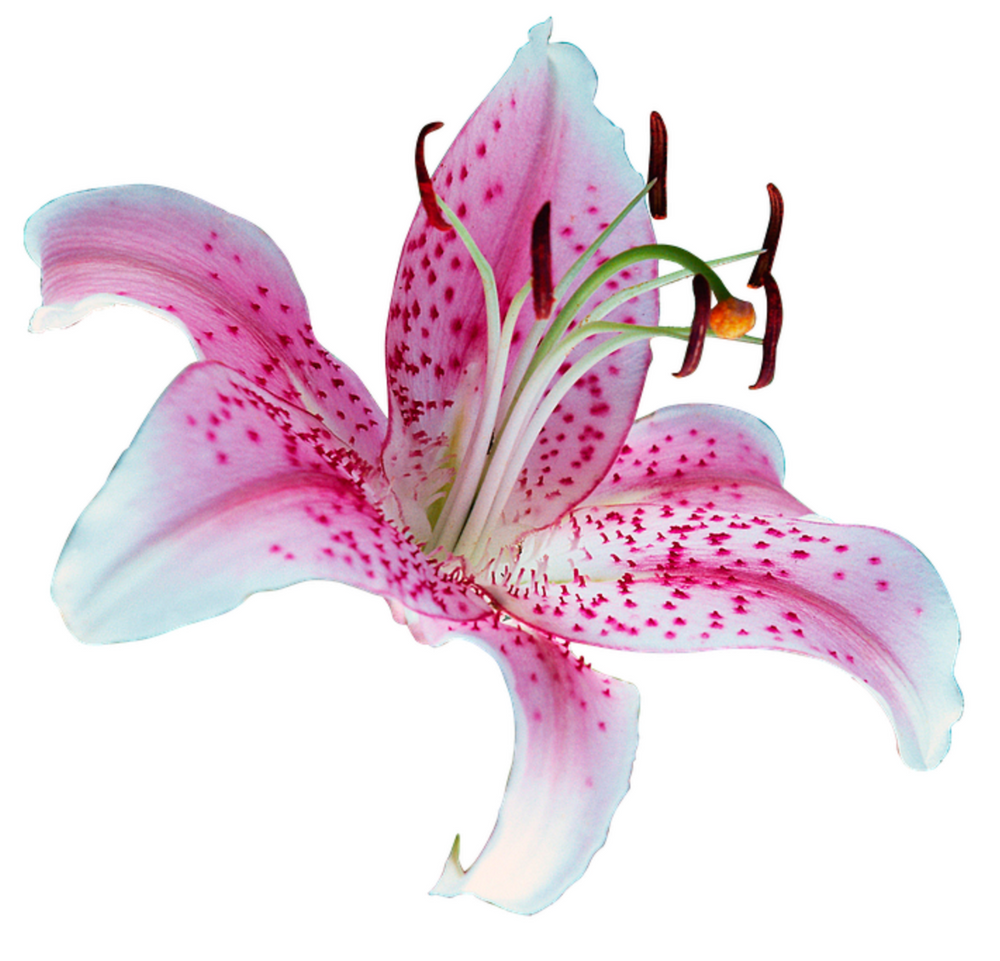 LILY FLOWERS 30 x 4cm PREMIUM EDIBLE ICING ROUND CUP CAKE TOPPERS ...